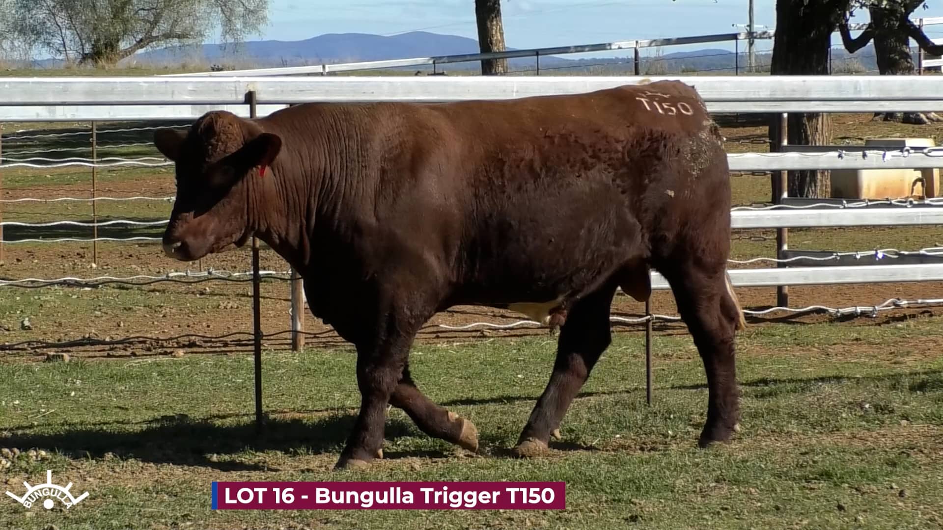 LOT 16 - Bungulla Trigger T150 on Vimeo