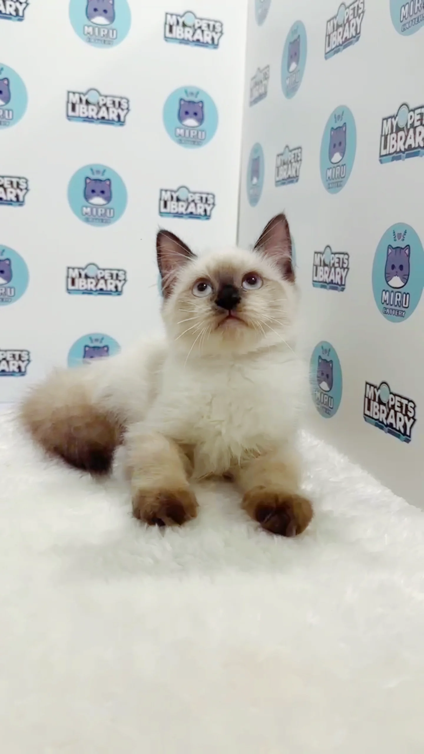 MC Ragdoll Kitten (Male) For Sale 2