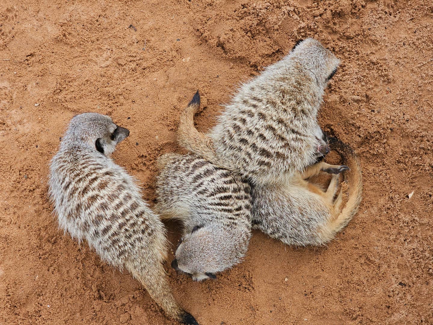 Happy World Meerkat Day! on Vimeo