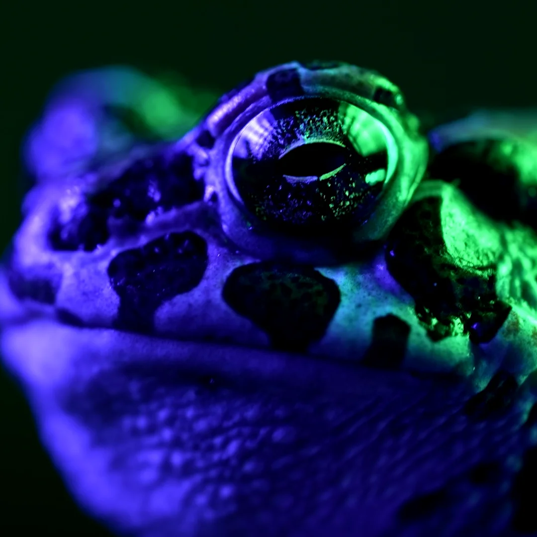 IIDA NY Color Invasion 2024