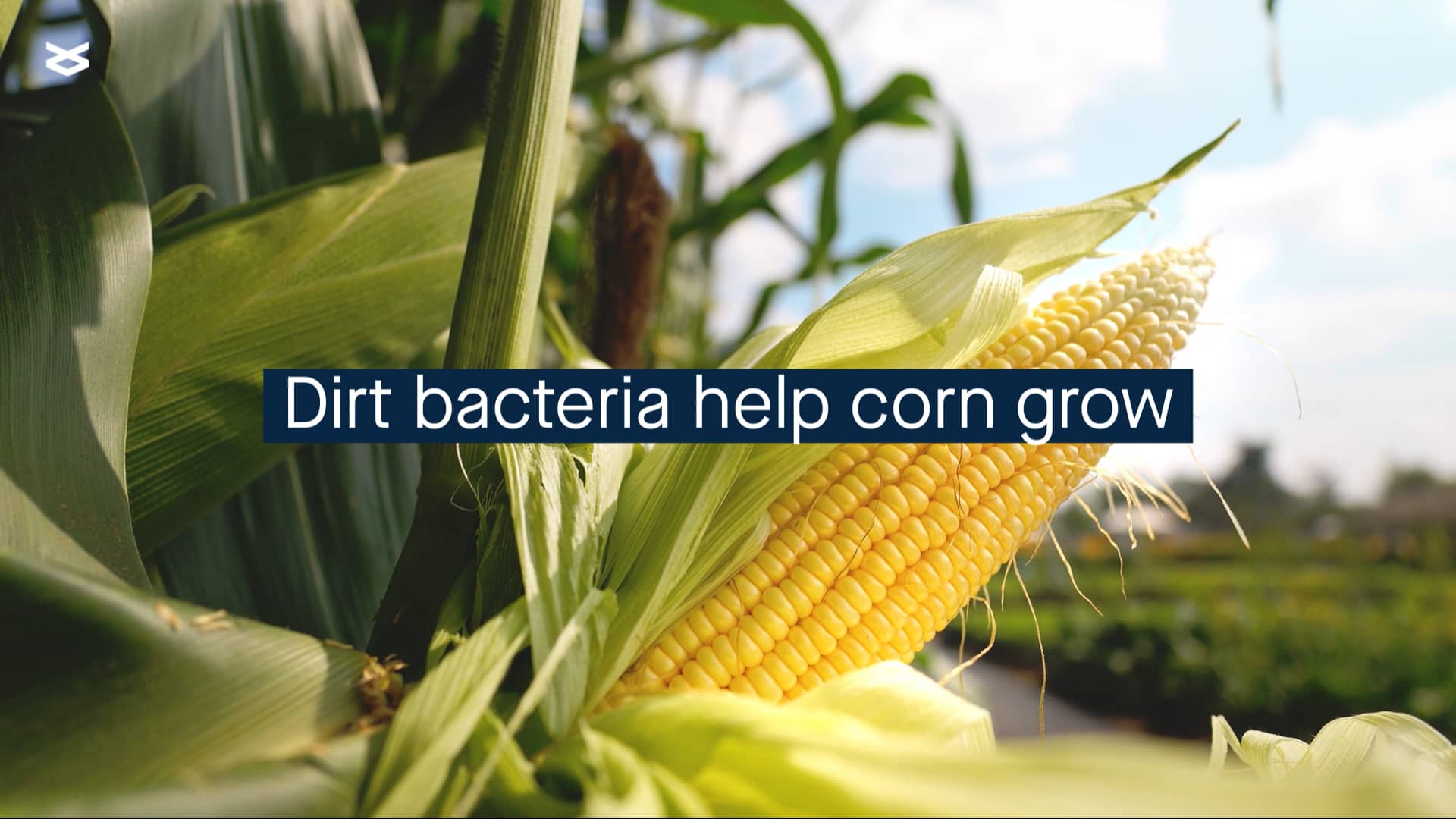 The soil microbes near corn roots can improve plant growth by ...