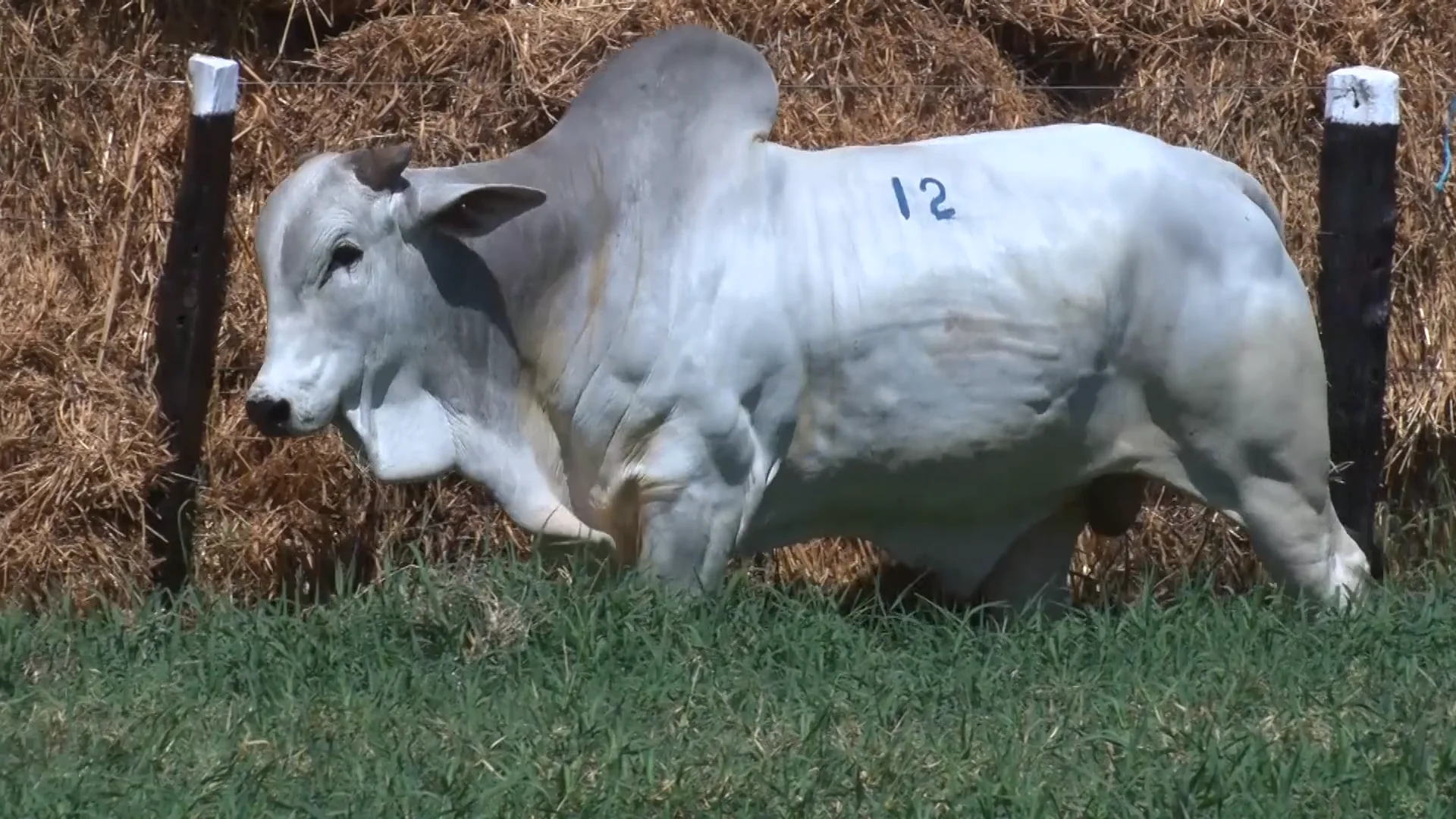 LOTE 12 - 25125 on Vimeo