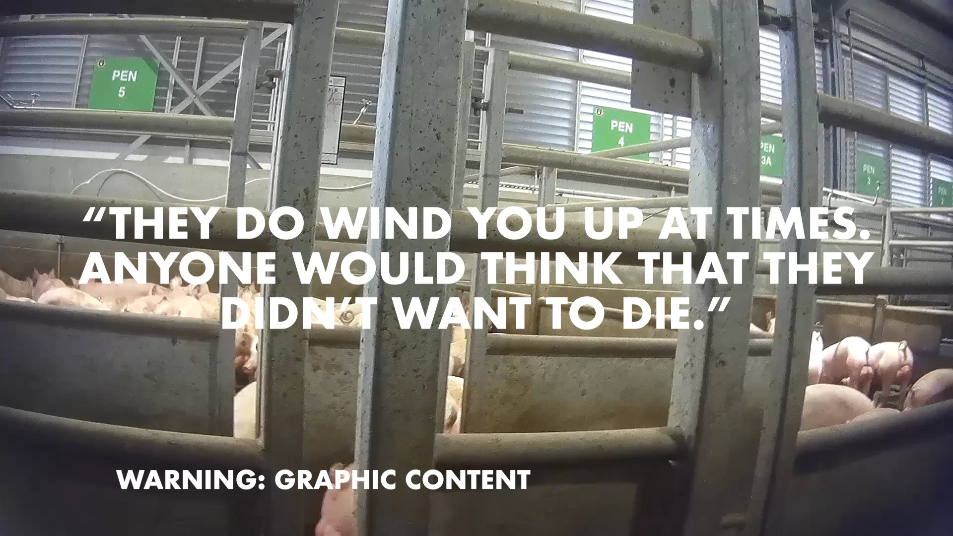 C&K Meats investigation - Animal Justice Project 2024