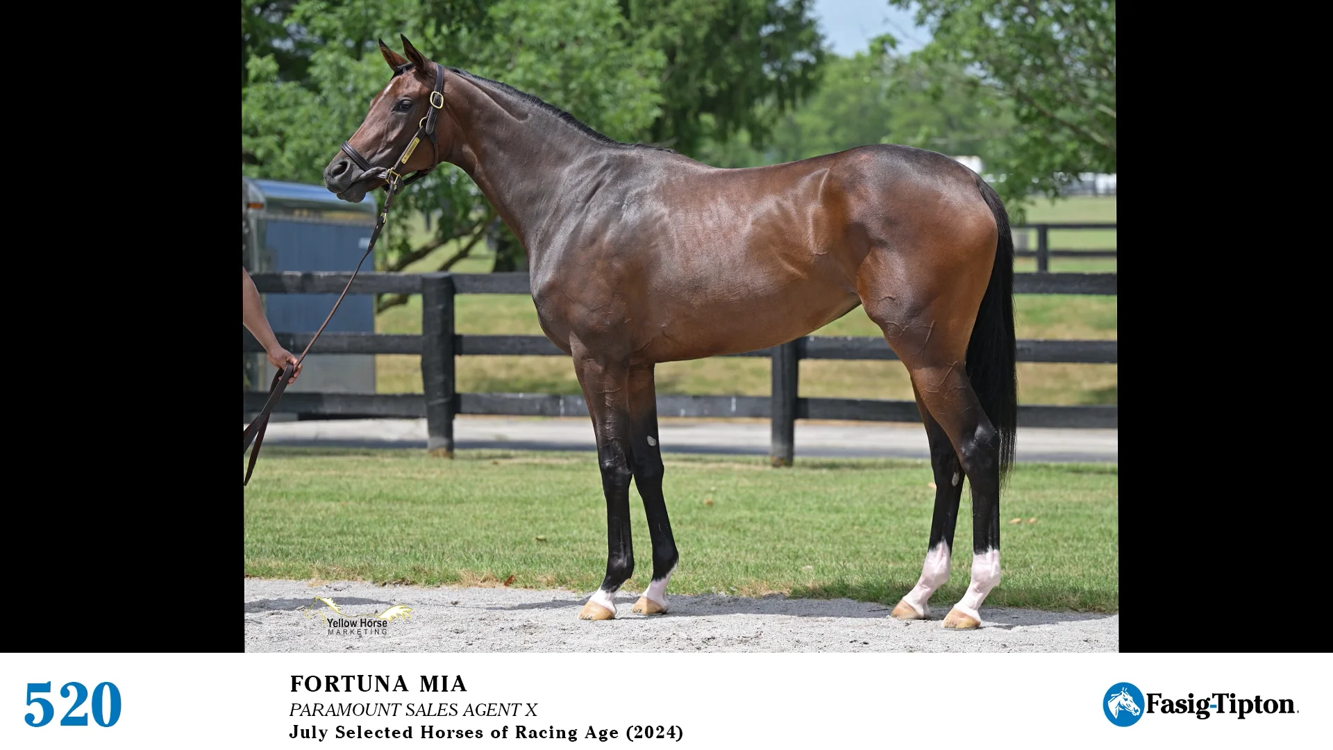 2024 Fasig-Tipton July Selected Horses of Racing Age: Hip #520 Fortuna Mia on Vimeo