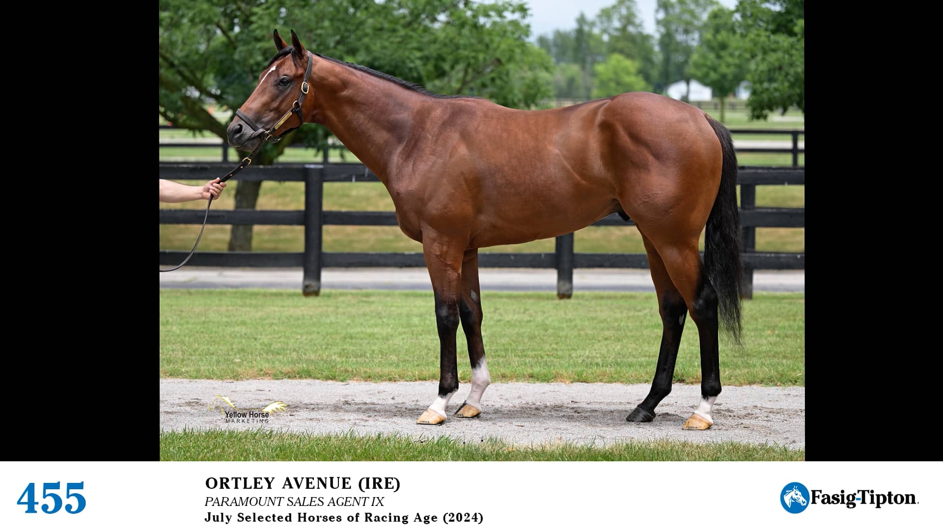 2024 Fasig-Tipton July Selected Horses of Racing Age: Hip #455 Ortley ...