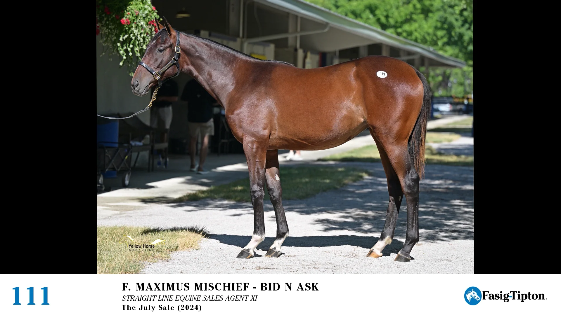 2024 Fasig-Tipton July Sale: Hip #111 Maximus Mischief x Bid N Ask '23 filly on Vimeo