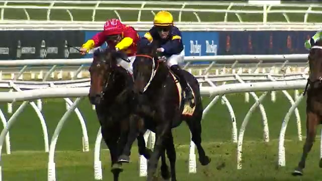 Exceedance - Stallion | Breednet