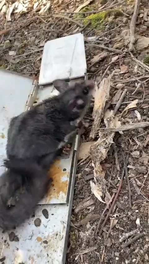 Sugar Glider in Elliot trap on Vimeo