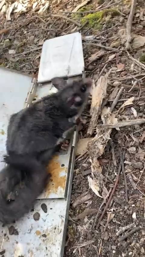 Sugar Glider in Elliot trap on Vimeo