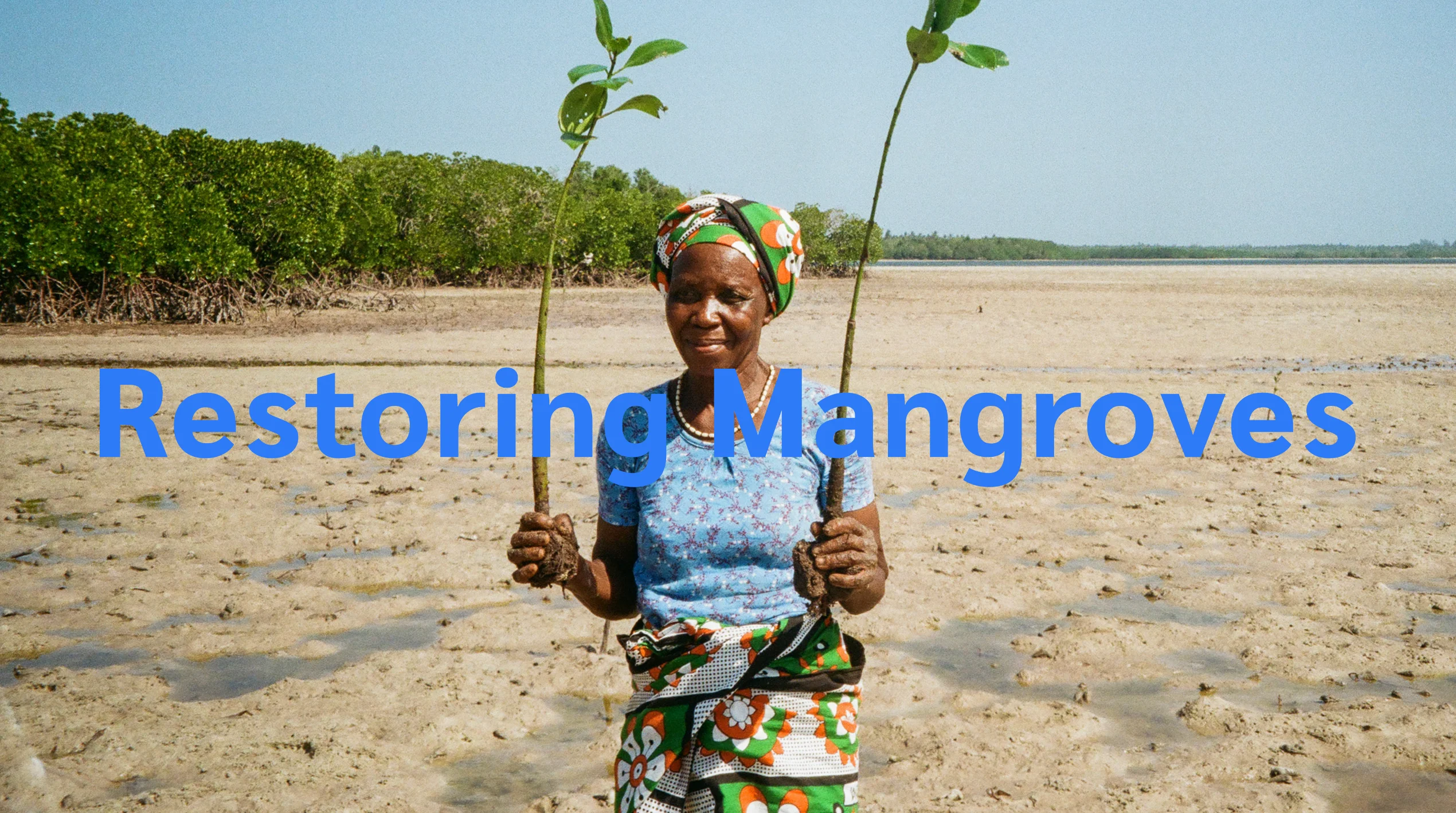 Protecting livelihoods by protecting mangroves - BBC Storyworks ...
