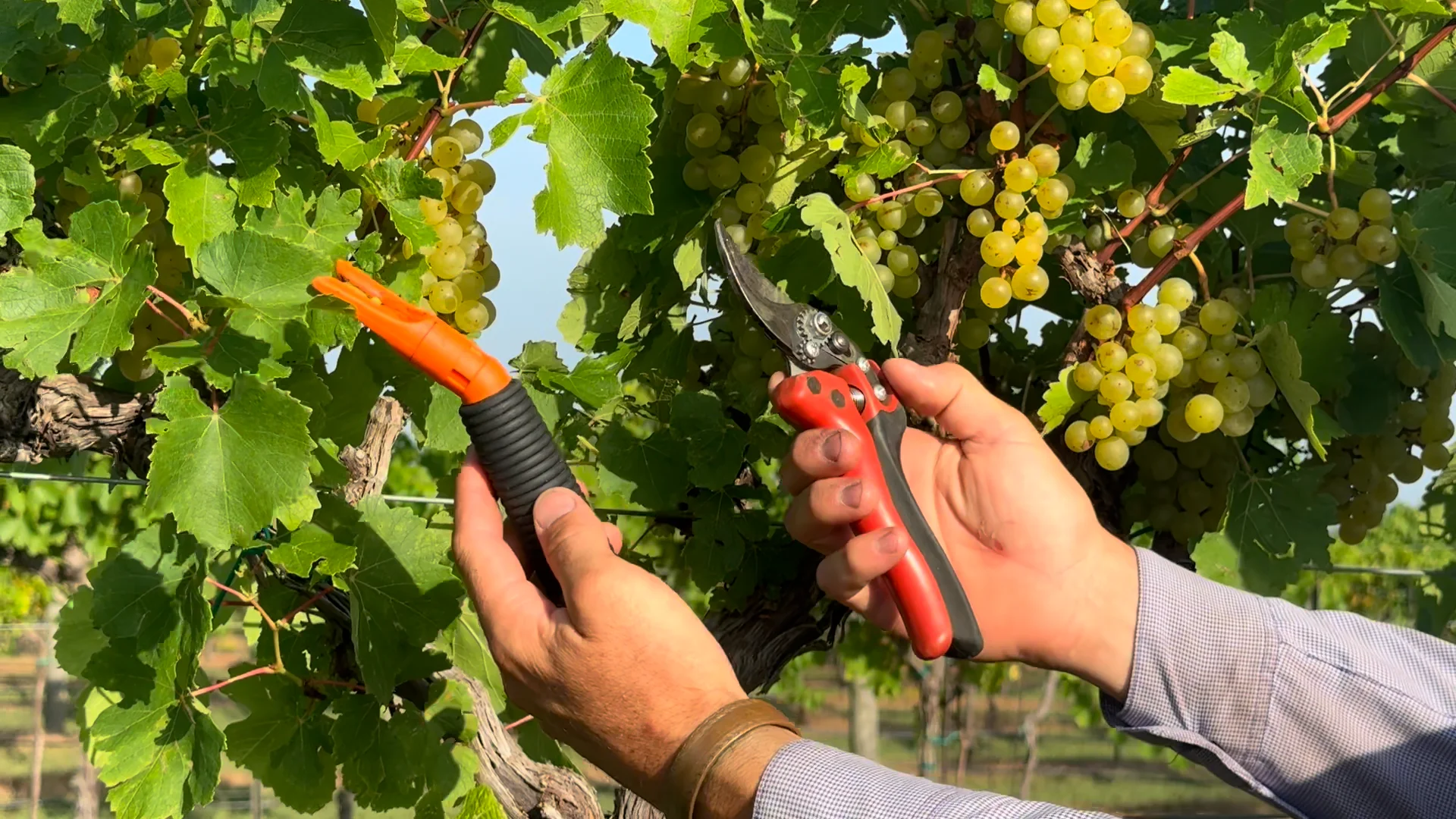 How to Use your Pruners on Vimeo
