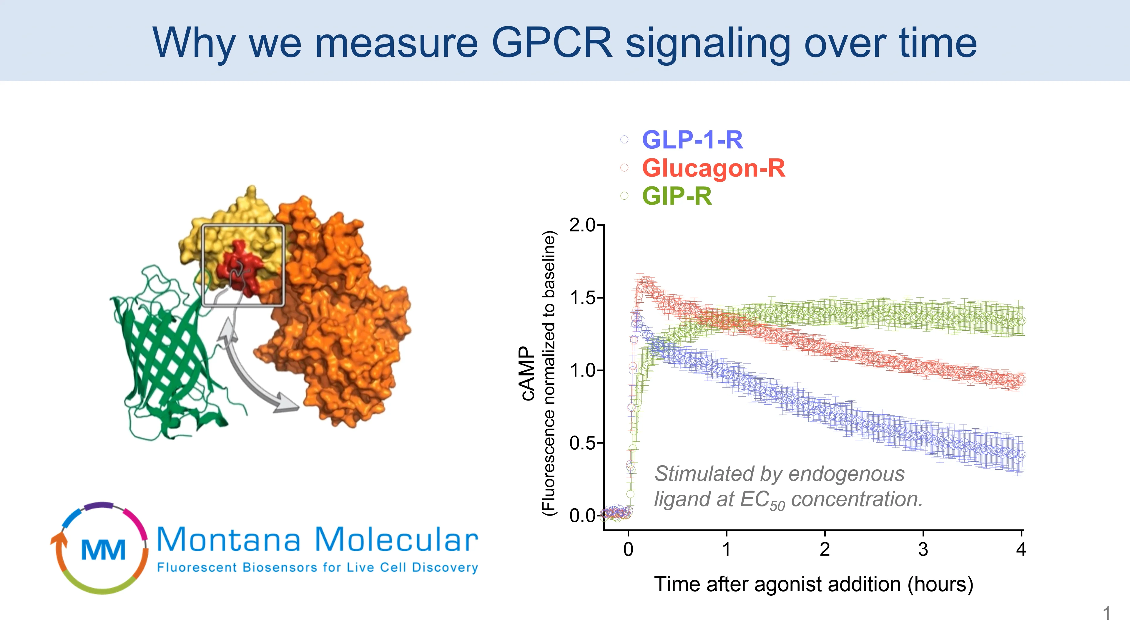 Why we measure GPCR signaling over time