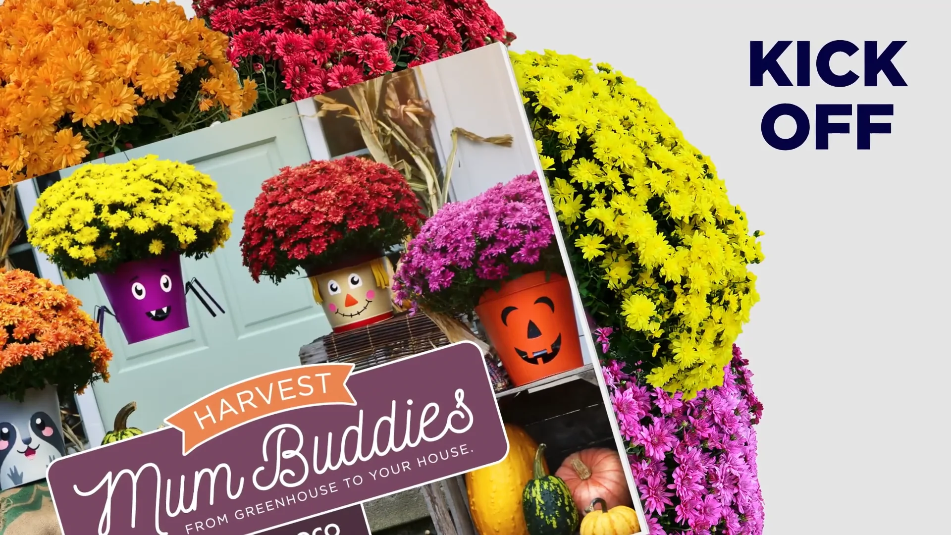 Harvest Mum Buddies Kick Off Video - JOCO Growers (Bandit Spin)