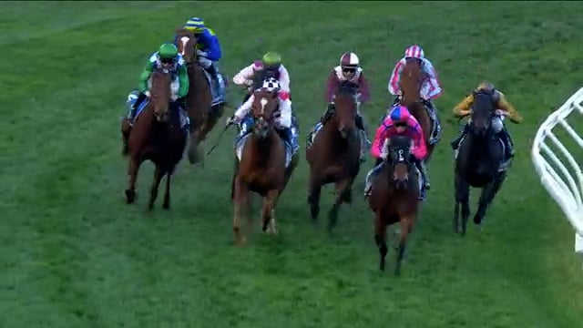 Shalaa - Stallion | Breednet