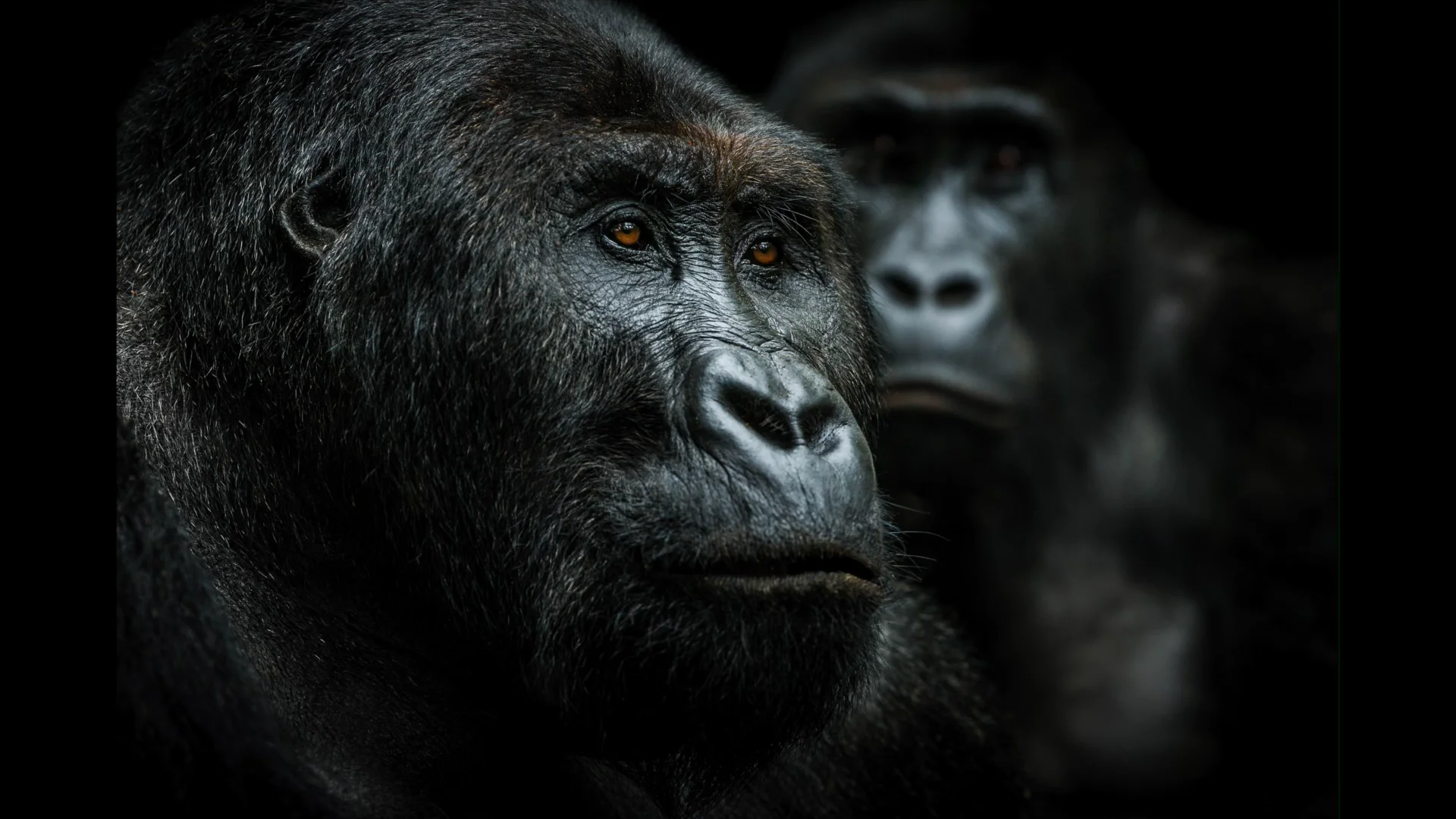 Grauer's Gorillas by Nelis Wolmarans on Vimeo