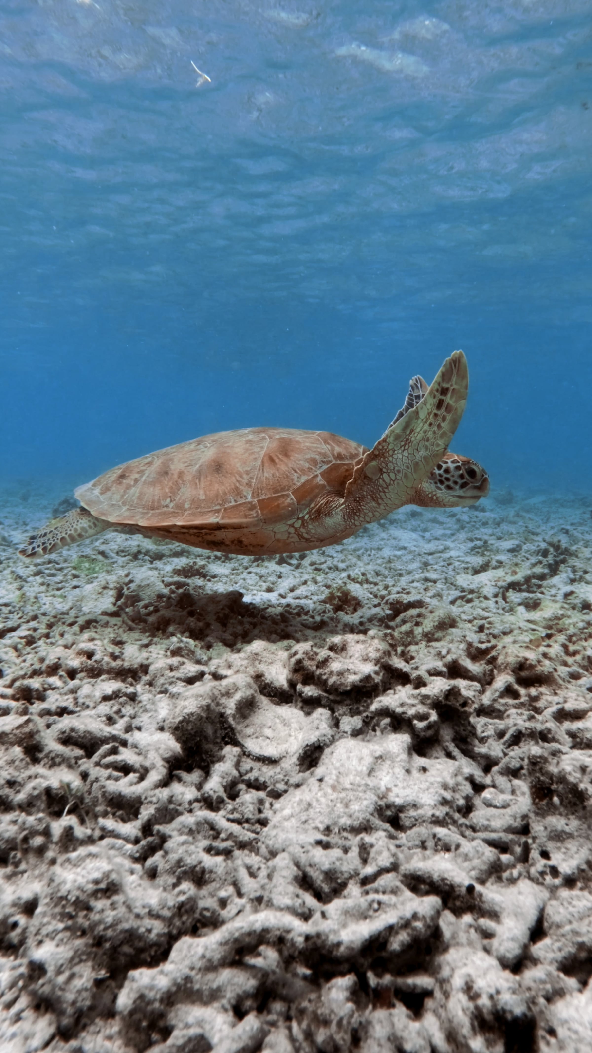 Turtle Swimming in Shallow Water in Gili Air, Lombok | 4K UHD