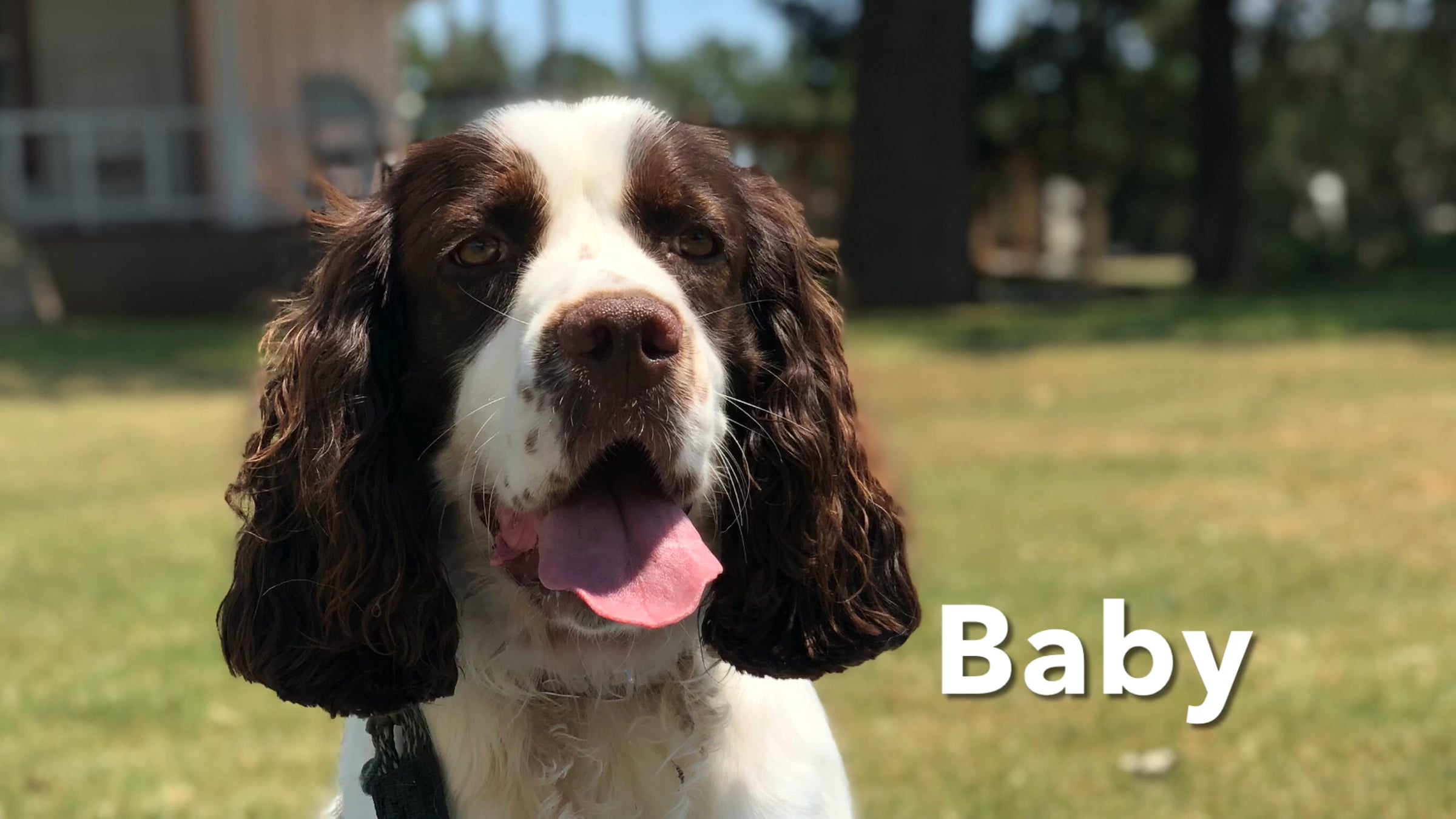 Springer Spaniel - Baby - On and Off Leash