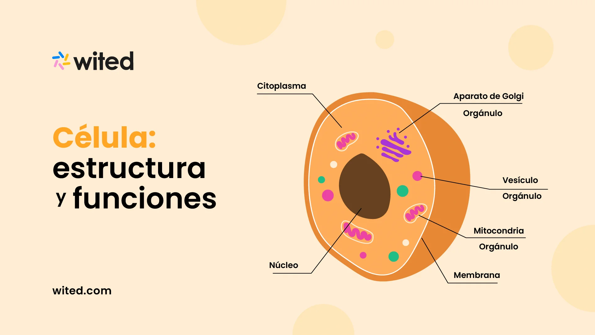 Organelos Y Sus Funciones Célula: Estructura Y Funciones