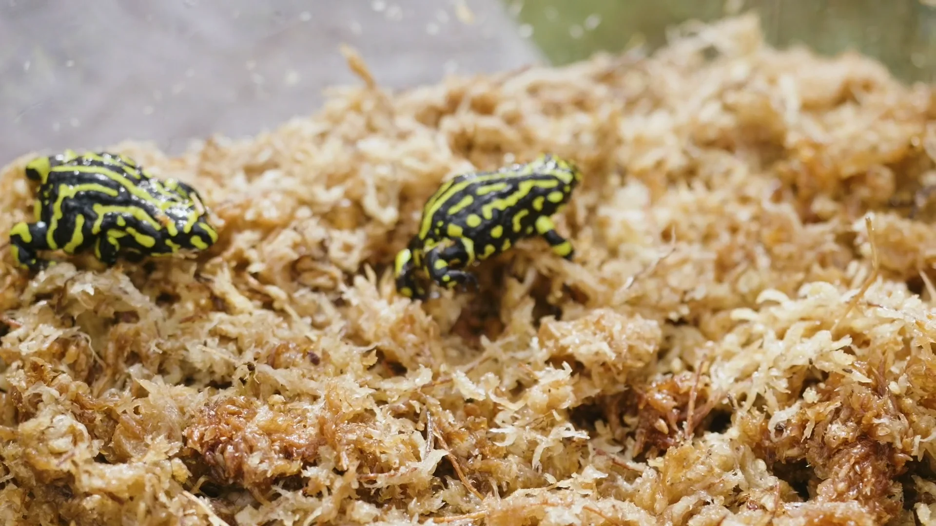 Help Save the Southern Corroboree Frog