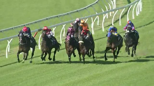 Supido - Stallion | Breednet