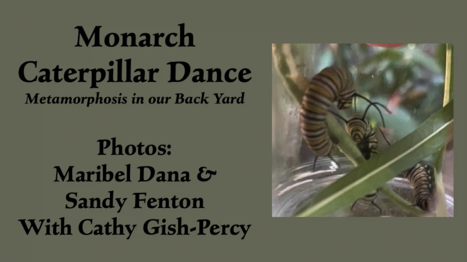 Monarch Caterpillar Dance: Metamorphosisl in Our Back Yard