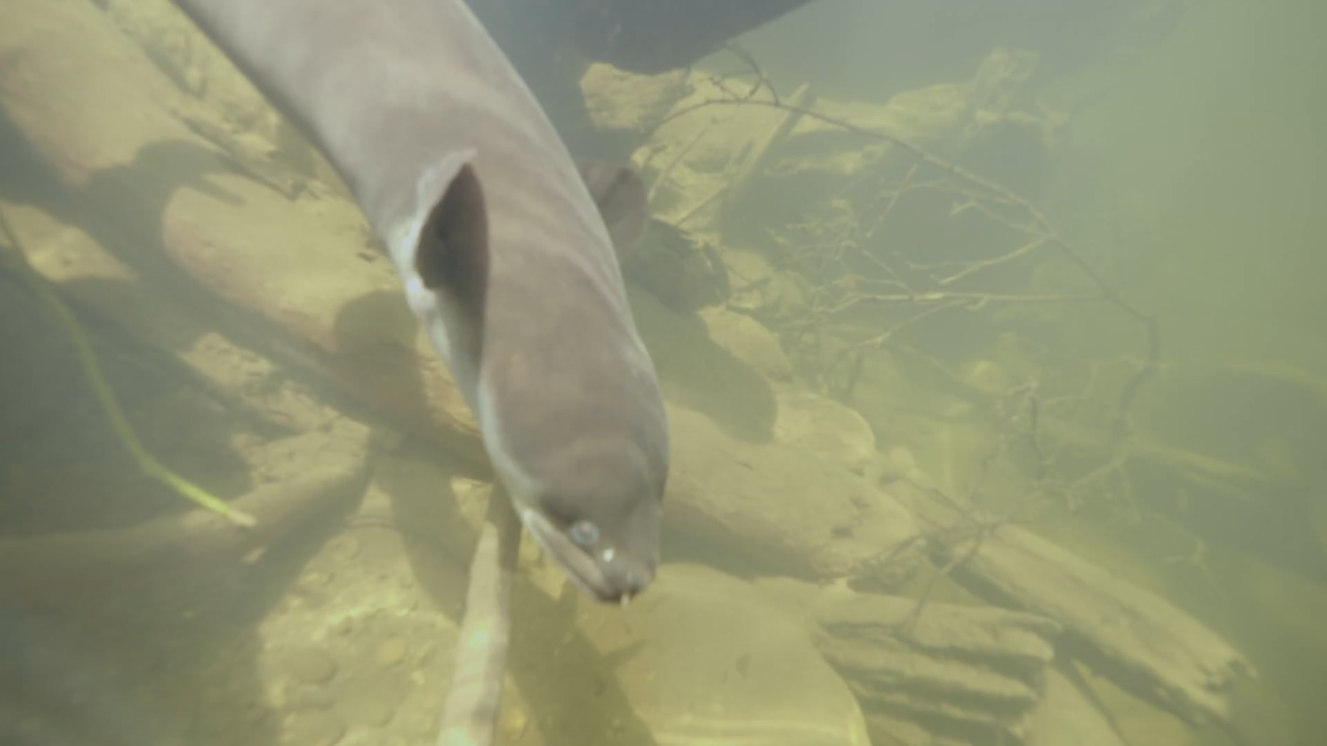 YOE - Video: Learn to Draw - Short-finned Eel