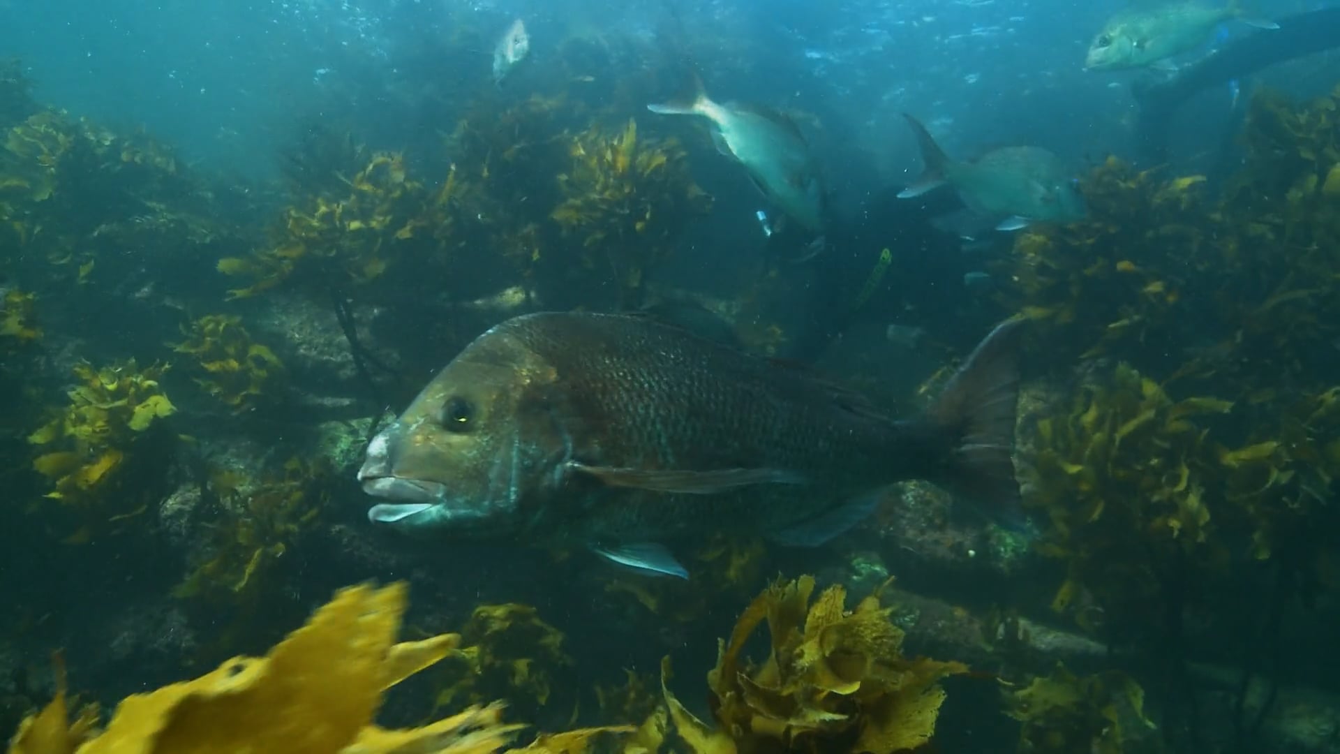 YOE - Video: Learn to Draw - Snapper