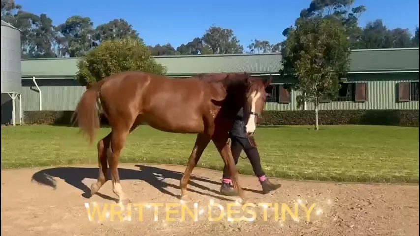 WRITTEN DESTINY Update on Vimeo