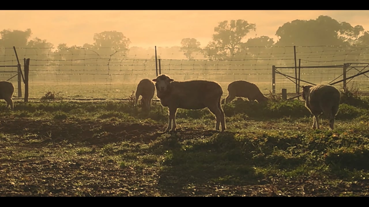Farm Fresh Lamb | Two Rivers Lamb