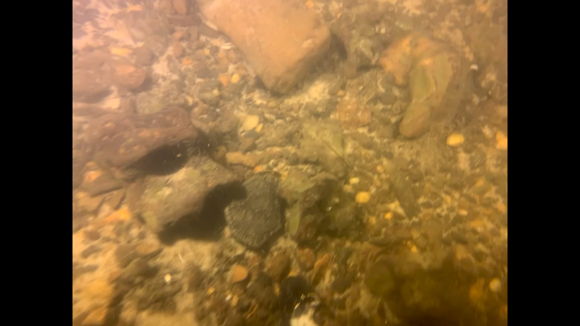 Fossil Diving Cooper River