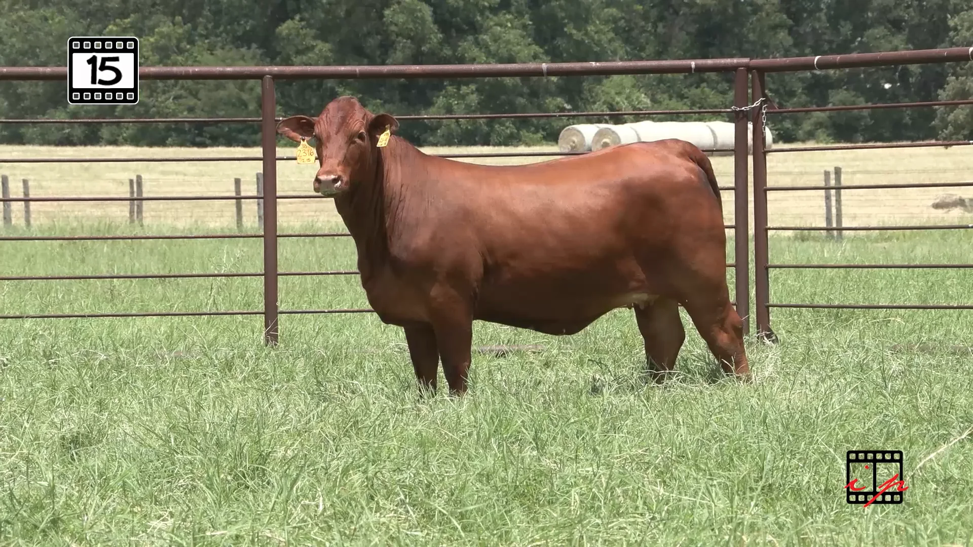 Beefmasters On The Brazos-Lot 15 on Vimeo