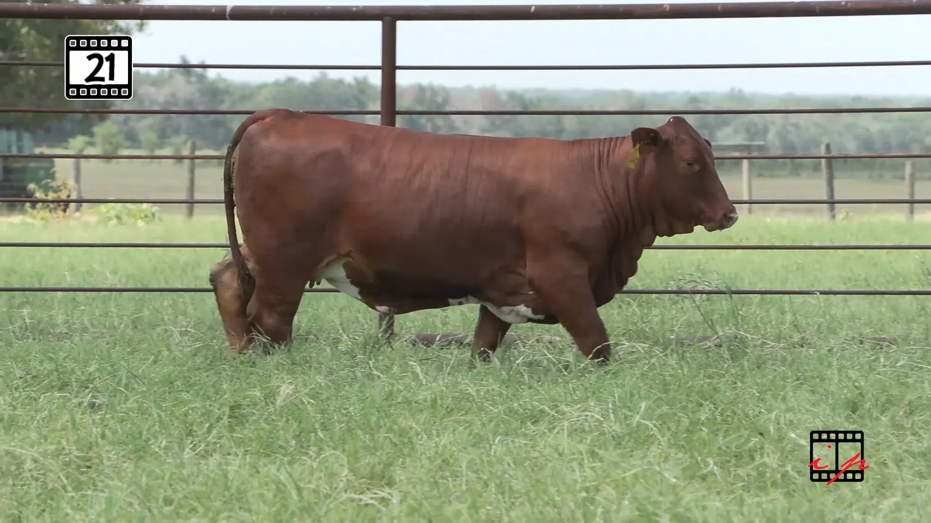 Beefmasters On The Brazos-Lot 21 on Vimeo