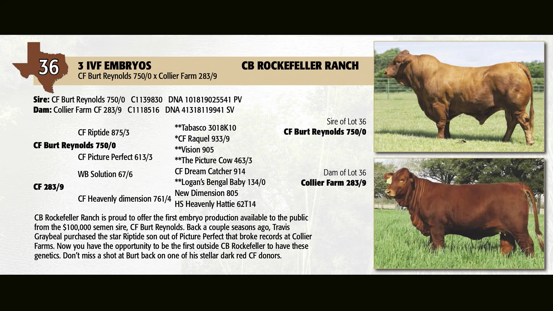 Beefmasters On The Brazos-Lot 36 on Vimeo