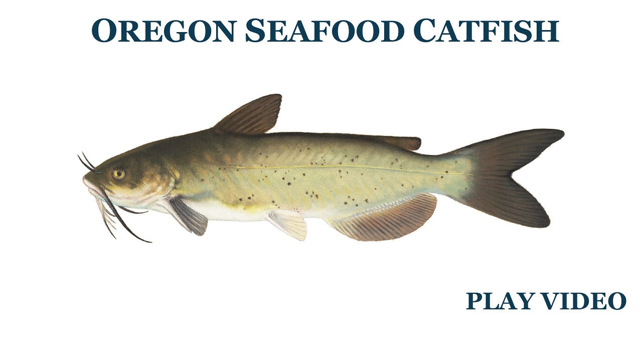 OREGON SEAFOOD CATFISH on Vimeo