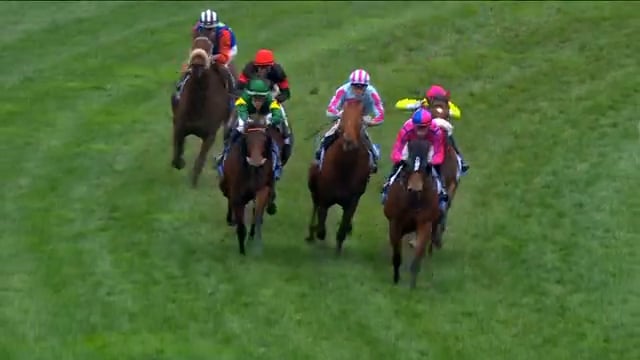 Shalaa - Stallion | Breednet