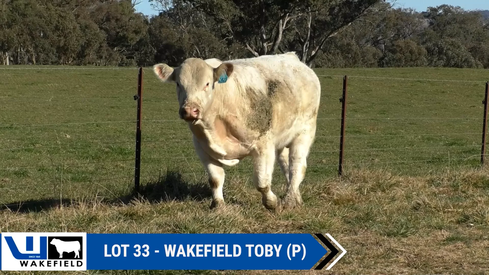 LOT 33 - WAKEFIELD TOBY (P) on Vimeo