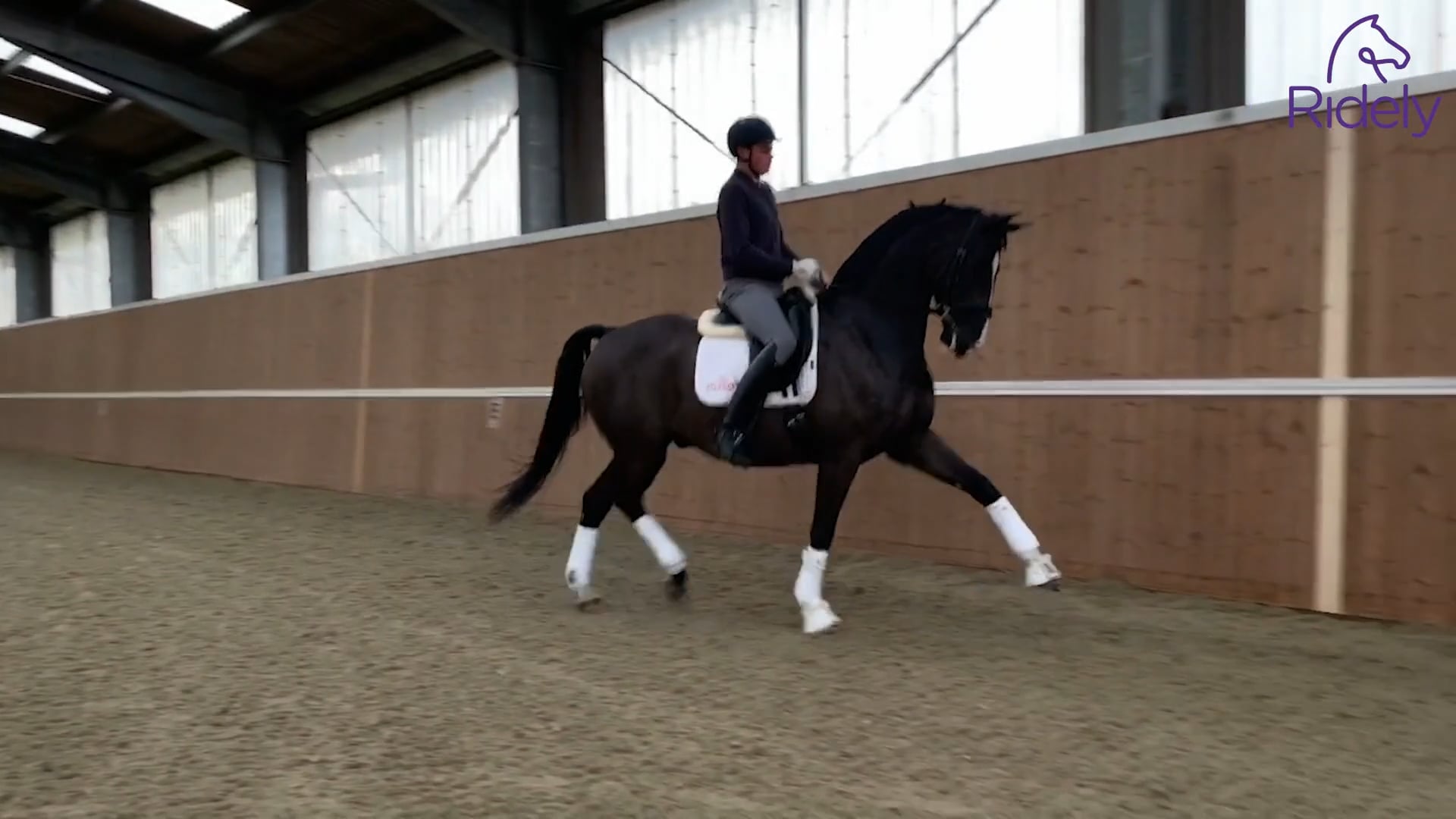 The Trot Half Pass | Ridely