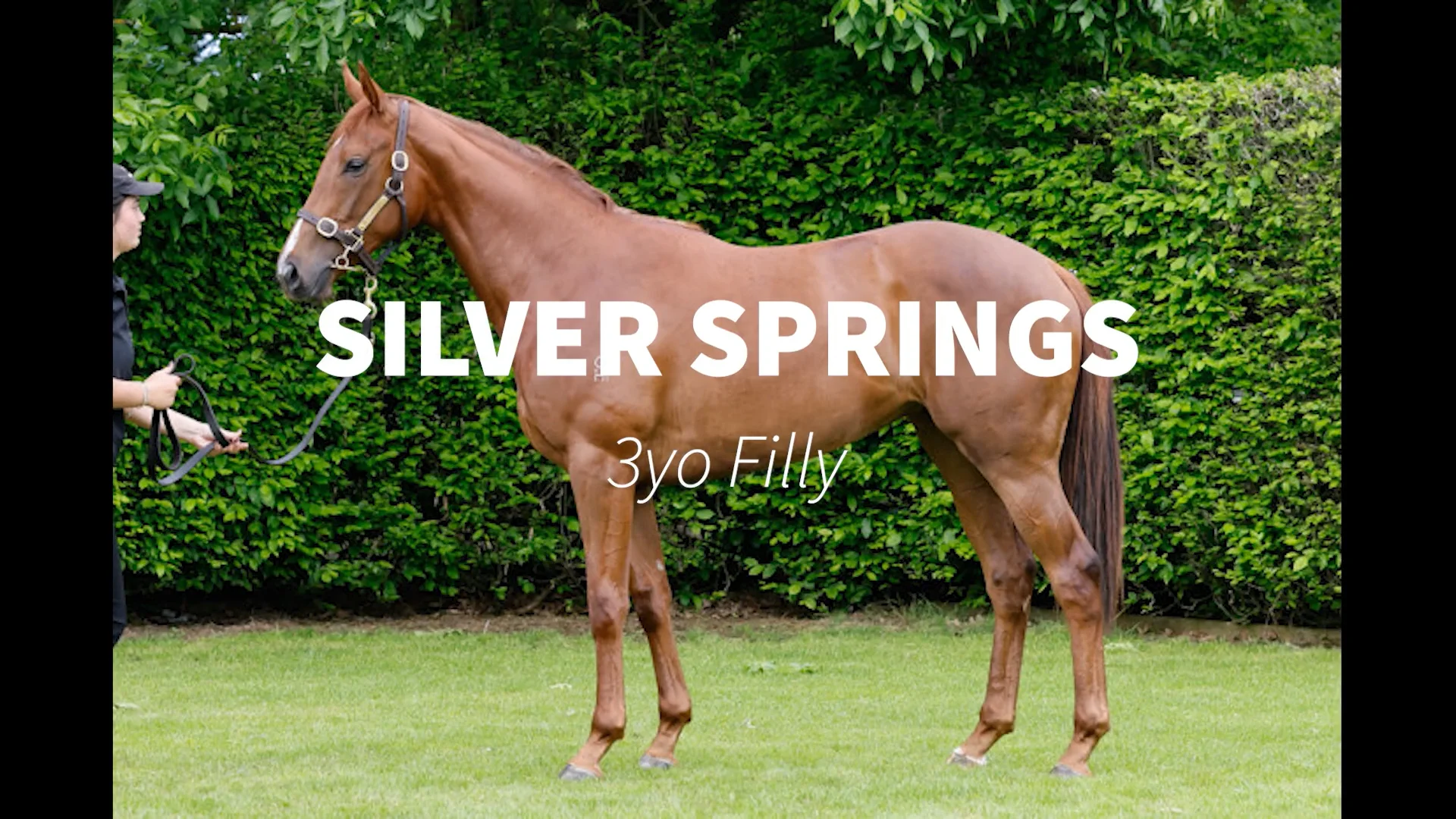Silver Springs | 3yo filly by El Roca with Mark Walker (Te Akau Racing ...