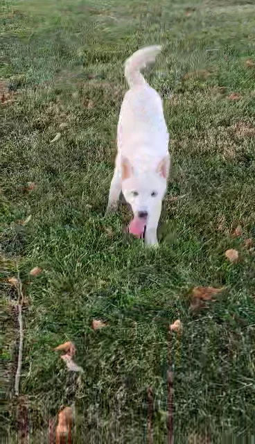 Bushi - Shiba Inu puppy for sale on Vimeo