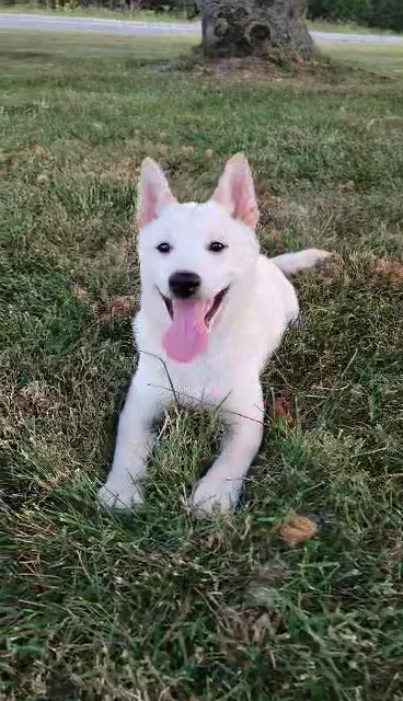 Bushi - Shiba Inu puppy for sale on Vimeo