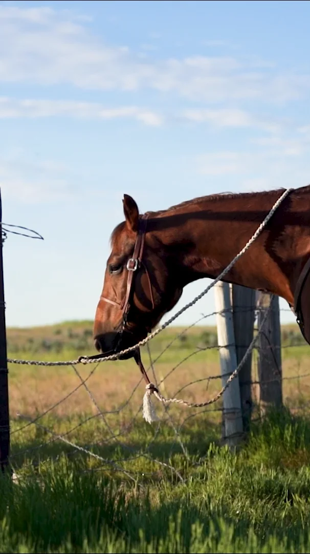 Lifestyle (Reel) | 3 String Cattle Company