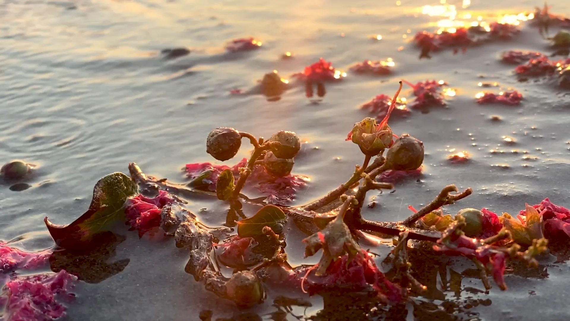 Trailer Paramita a film by Kirthi Nath (V2)