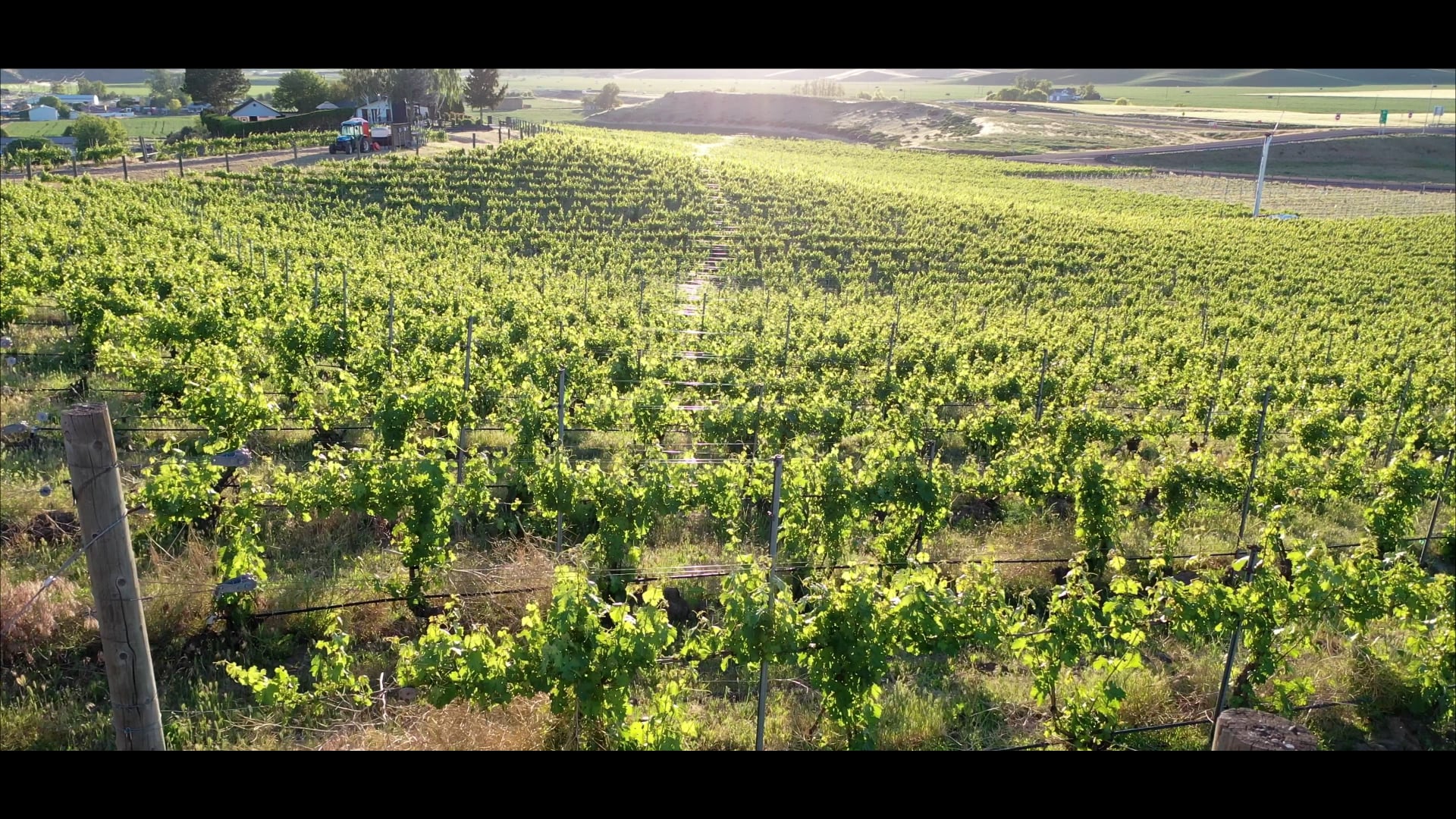 Frenchtown Vineyard