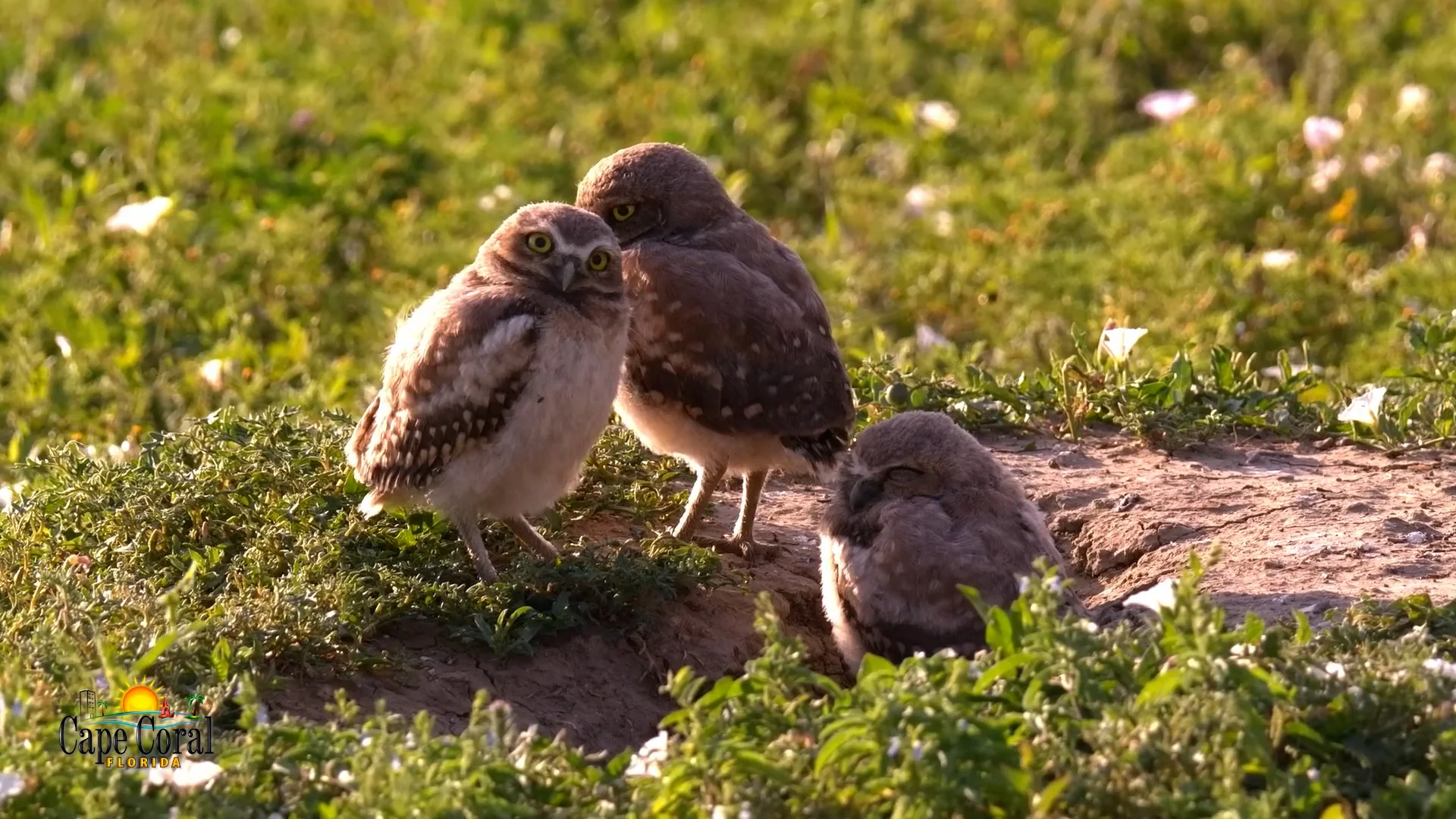 Burrowing Owl Grant on Vimeo