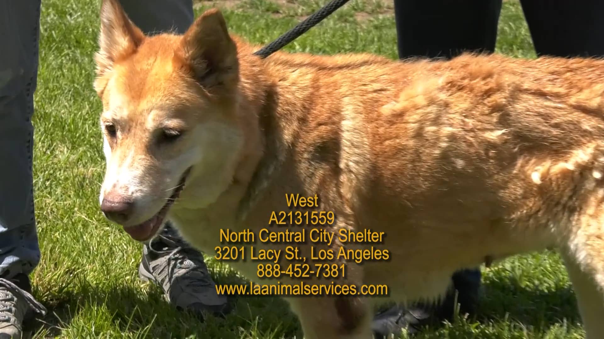 Adopt A Pet Today! Aug 2024 on Vimeo