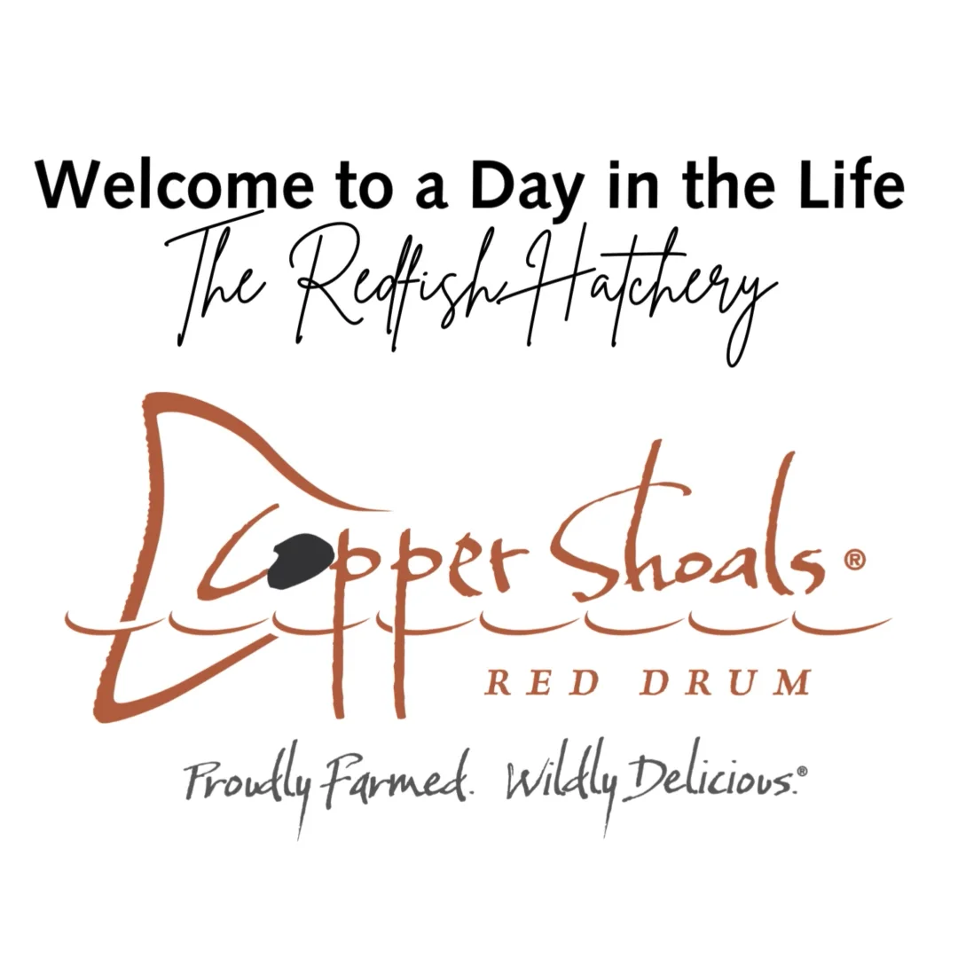 Welcome to a Day in the Life - The Redfish Hatchery