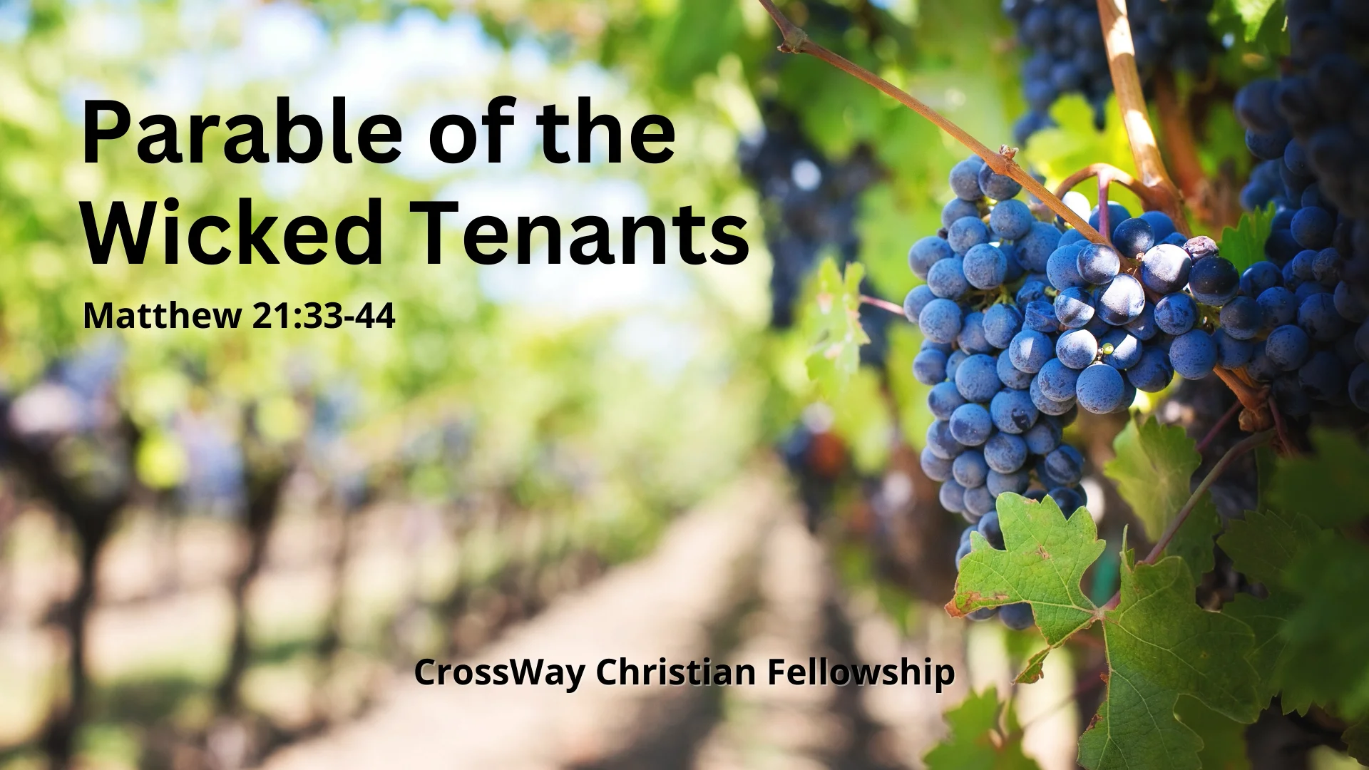 Parable of the Wicked Tenants (Matthew 21:33-46)