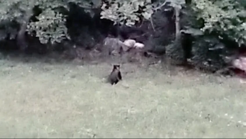 OSO HERIDO SOMIEDO on Vimeo