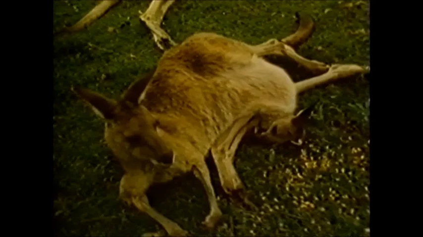Watch Kangaroos Under Fire Online | Vimeo On Demand on Vimeo