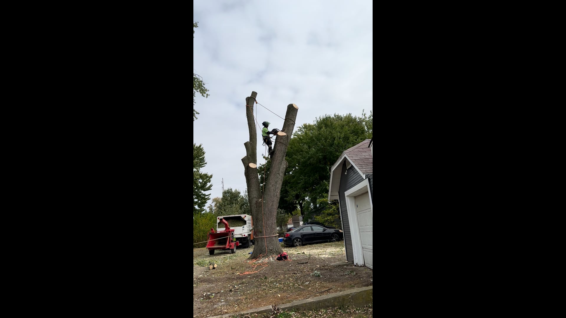 Loaeza & Vargas Tree Service